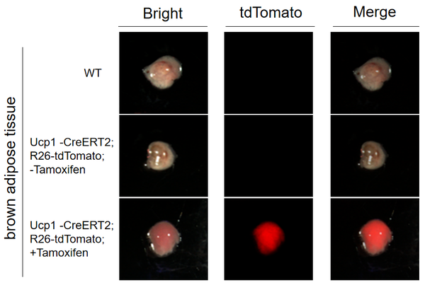 Cre-lox系统介绍及使用汇总 - 知乎