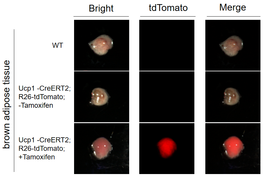 Cre-lox系统介绍及使用汇总 - 知乎