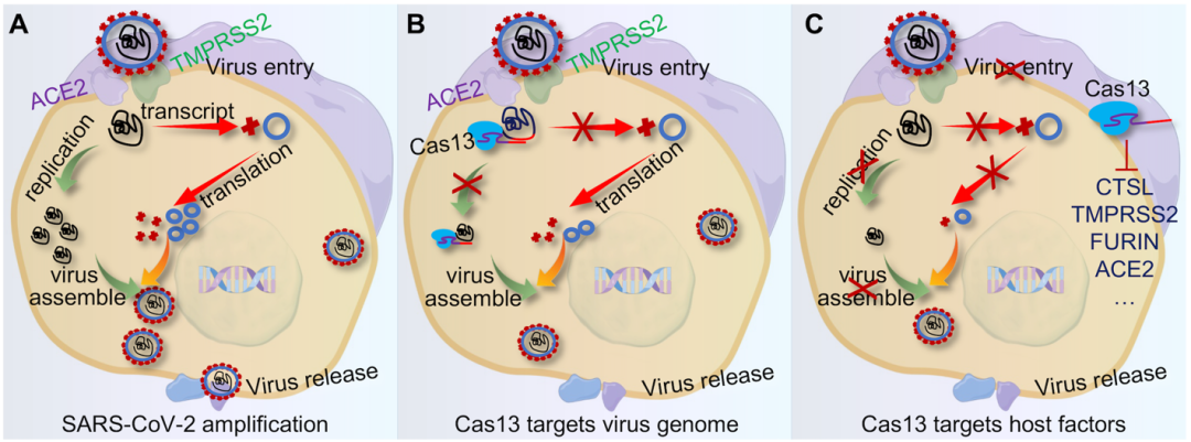 Genes Dis 综述︱上海中医药大学袁富文团队评述CRISPR-Cas13系统在COVID-19检测和治疗中的研究进展 - 知乎