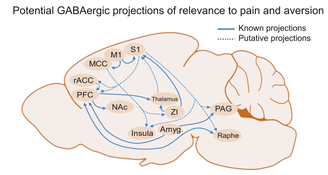 Trends Neurosci重磅综述| 一文读懂：疼痛时，大脑神经振荡的生物学机制 - 知乎