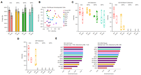 eLife | 蛋白质组学揭示造血干细胞转录后蛋白抑制机制 - 知乎