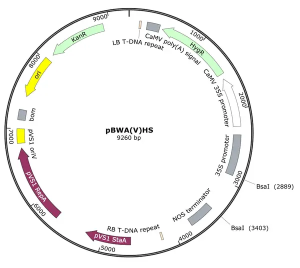 一文解决80%的双元载体问题 - 知乎