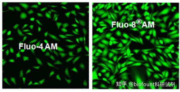 Fluo-8, AM钙离子荧光探针 - 知乎