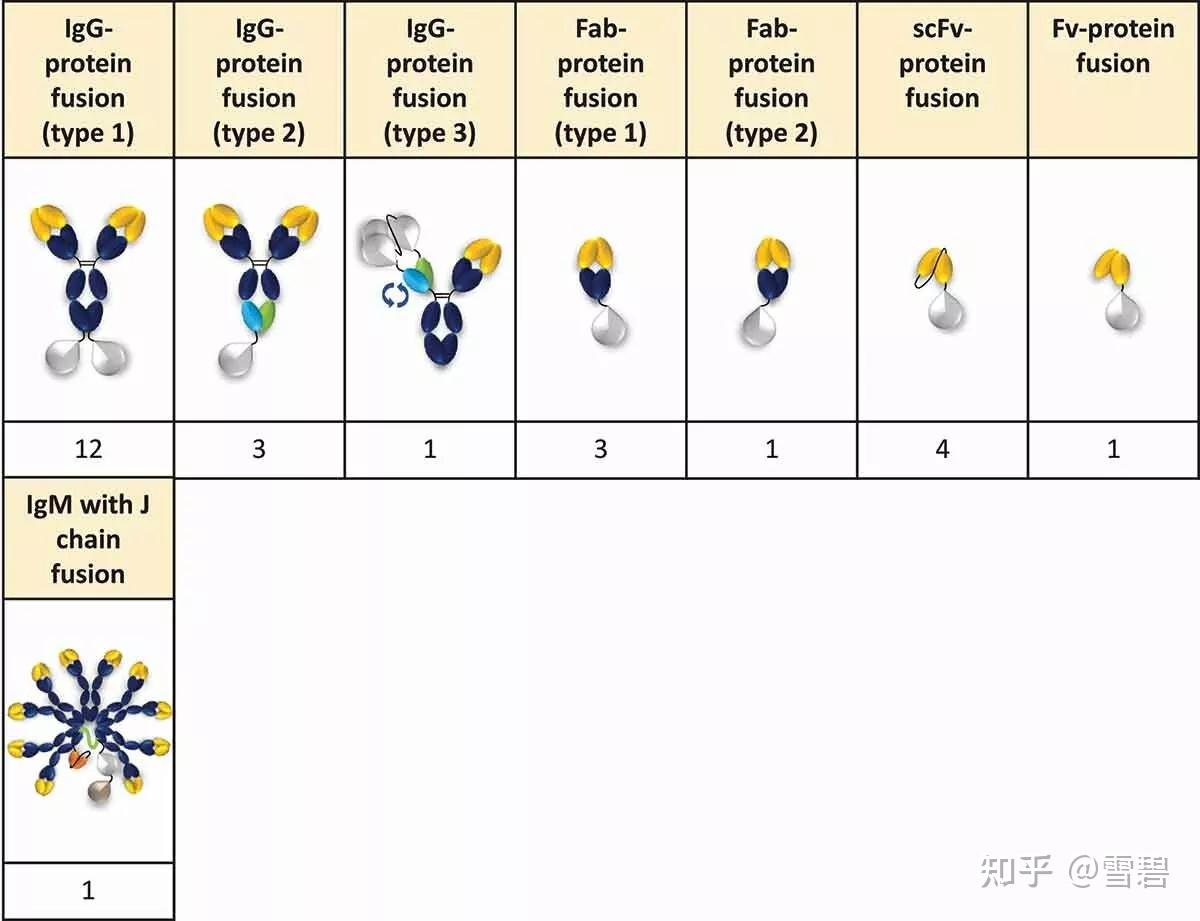 ADCC ADCP CDC 效应及区别 - 知乎