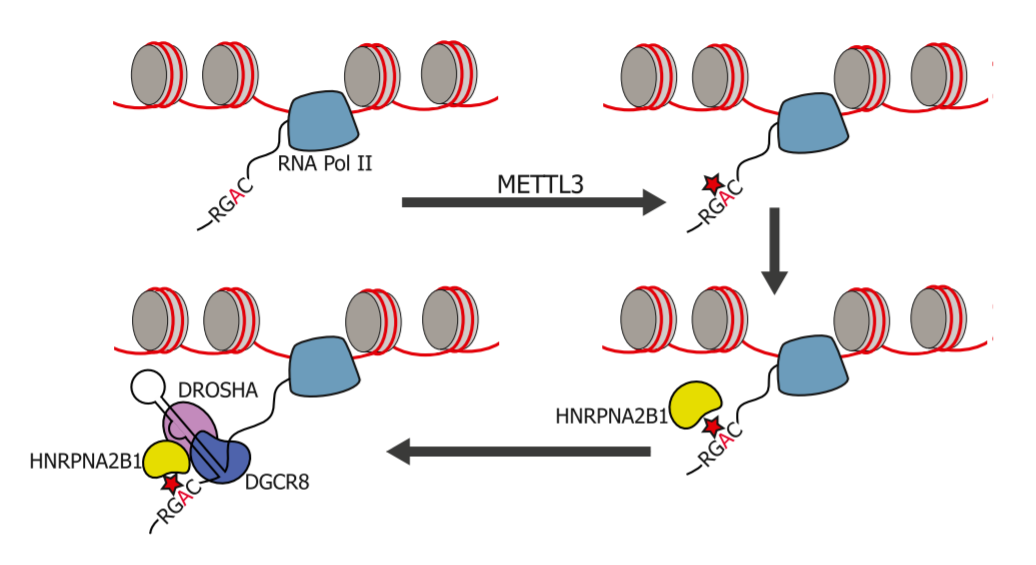 核内DNA sensor---hnRNPA2B1 - 知乎