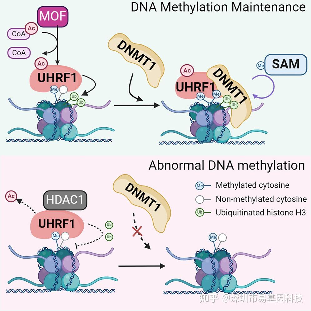 易基因：Cell Rep:RRBS揭示MOF对UHRF1乙酰化修饰是DNA甲基化维持的关键调控机制｜项目文章 - 深圳市易基因科技 - 博客园