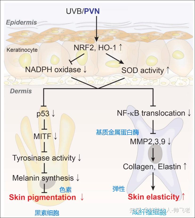 PDRN是什么？ - 知乎