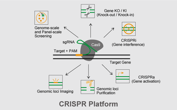 CRISPR/Cas9基因编辑工具载体设计与构建 - 知乎