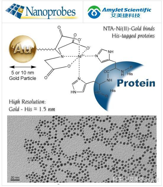 Nanoprobes Ni-NTA-Nanogold——用于 His 标签标记和检测 - 知乎