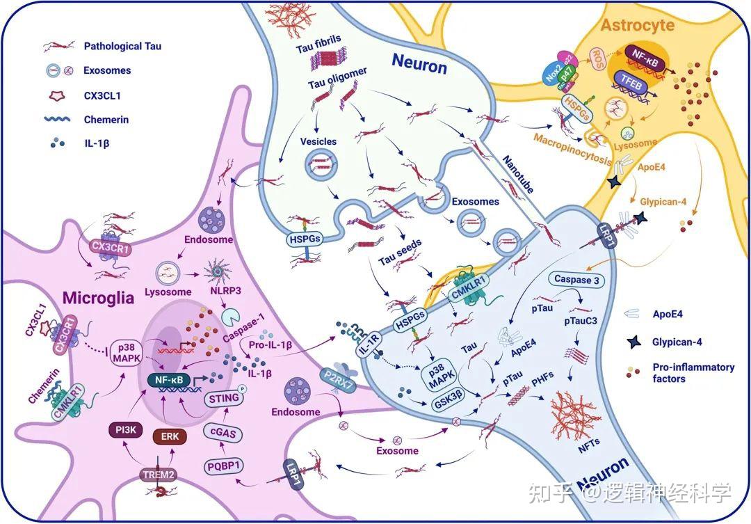 J Neuroinflammation综述︱上海交通大学于洋团队评述Tau蛋白与神经炎症在阿尔茨海默病中的相互作用及临床应用前景 - 知乎