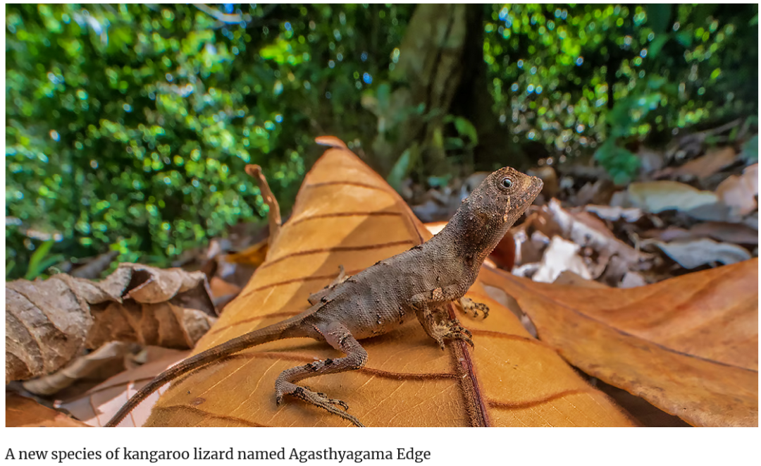新物种！印度发现最小蜥蜴 - 知乎
