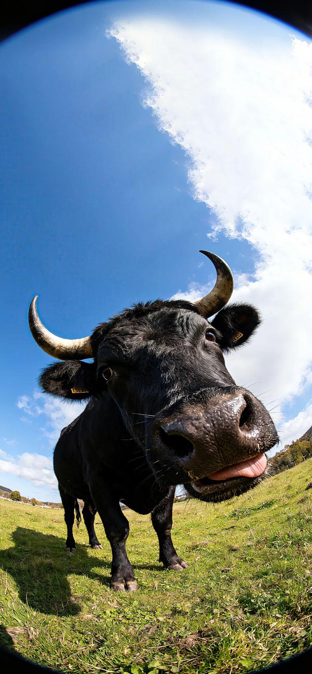 4K超清 ios26手机锁屏壁纸 - 知乎