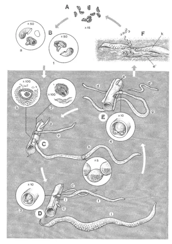 “天生软饭王”？看看这种瓷螺的“极简生活”（下）（作者：克尔-纽曼黑洞） - 知乎