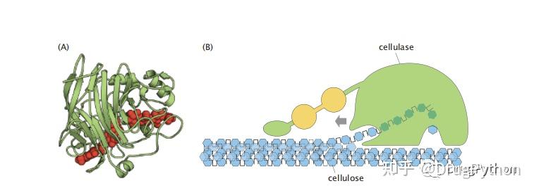 《Protein Actions Principles and Modeling》-《蛋白质作用原理和建模》中文分享（4） - 知乎