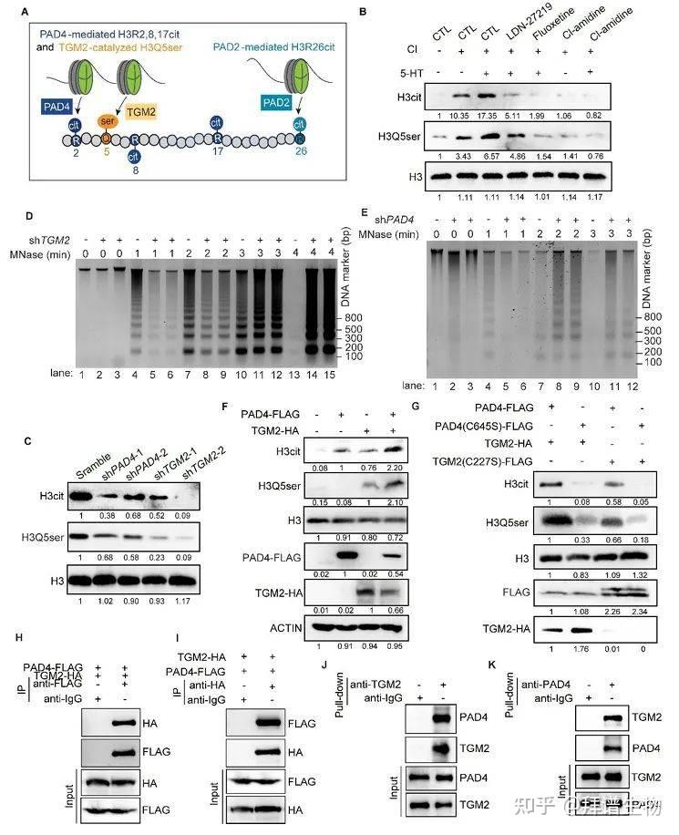 J Clin Invest (IF=13.3) | 5-HT驱动血清素化和瓜氨酸化揭秘神经内分泌肿瘤肝转移新机制 - 知乎
