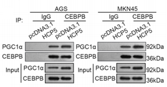 一文读懂免疫共沉淀技术（Co-IP） - 知乎