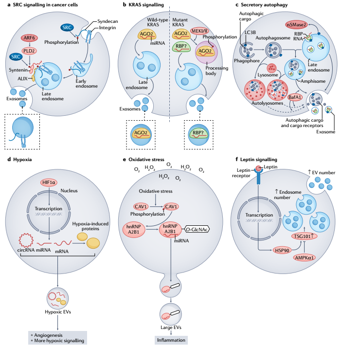 Nat Rev Mol Cell Biol：细胞外囊泡生物发生和货物选择的特定环境调节 - 知乎