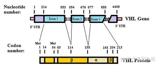 VHL基因突变与肾癌 - 知乎