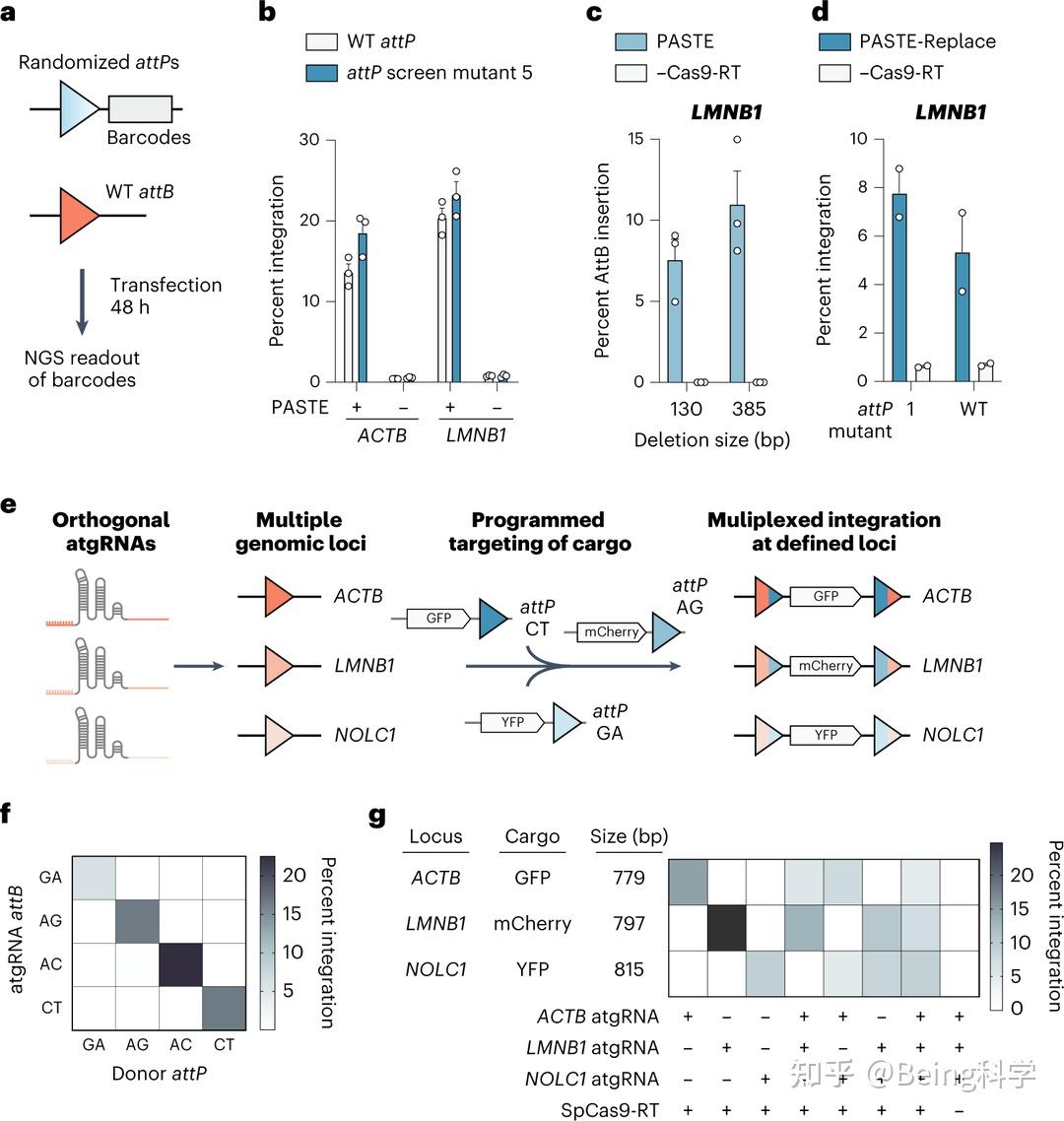 无需DNA双链断裂！基因组编辑新利器可实现超长序列高效插入 - 知乎