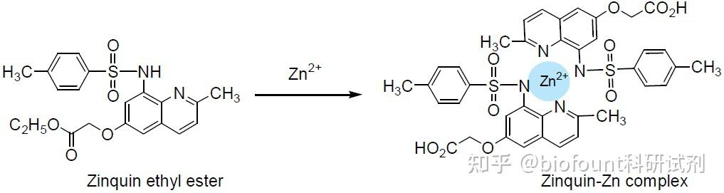 Zn2+（锌离子）选择性荧光探针 - 知乎