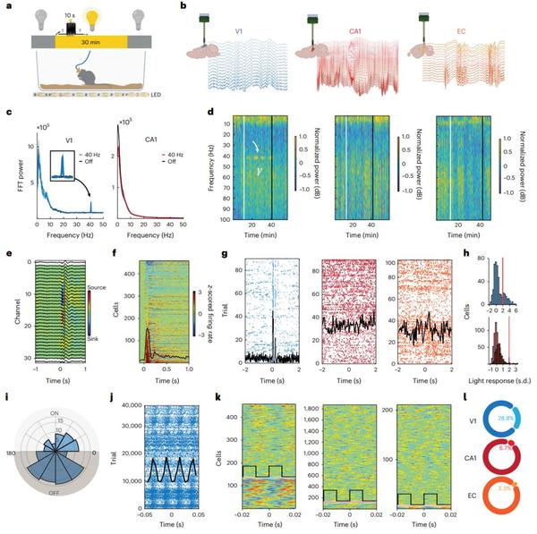 40Hz光刺激治疗阿尔兹海默症的神奇作用被质疑，有效还是无效？ - 知乎