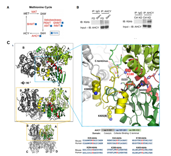Cell Rep | 3-羟基丁酰化修饰组学揭示酮体生成对肝脏代谢的影响 - 知乎