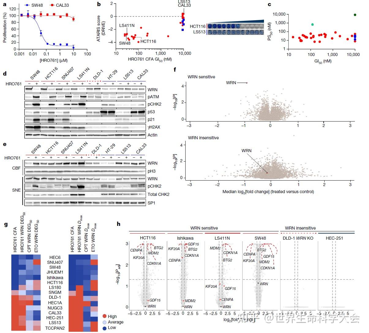 Nature｜微卫星不稳定型 (MSI) 癌症治疗新策略！WRN 抑制剂HRO761开发 - 知乎