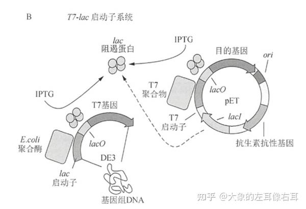 大肠杆菌表达系统——PET-T7系统 - 知乎