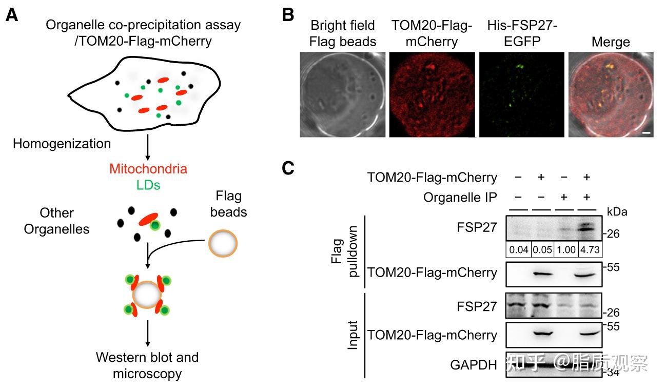 AMPK通过调节Rab8a-Plin5互作促进脂滴线粒体互作 - 知乎