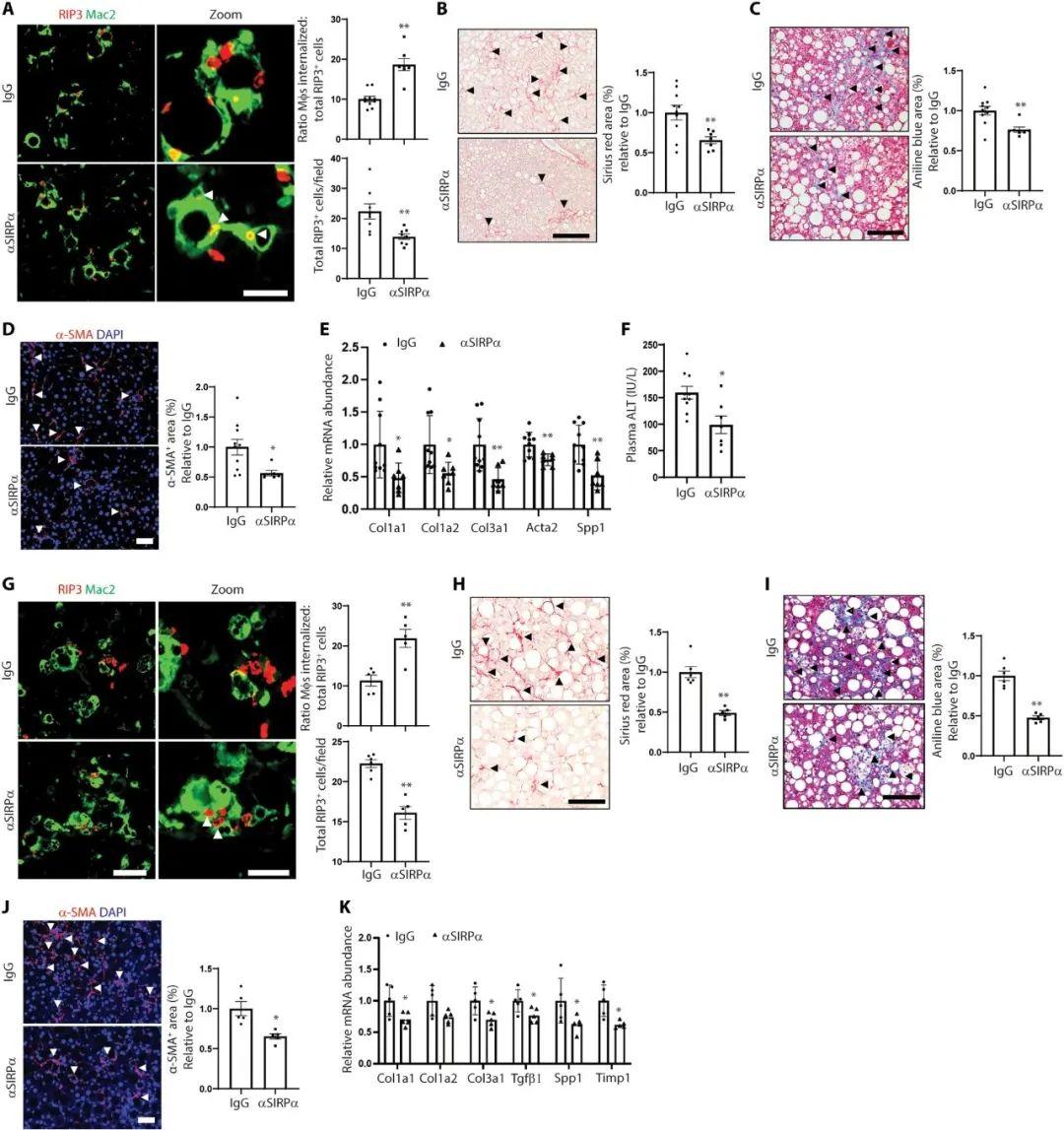 Sci Tra Med | 肝巨噬细胞清除肝炎中坏死肝细胞、减少肝纤维化 - 知乎