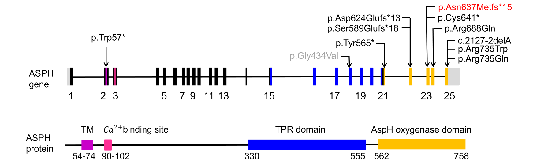 蛋白结构域 - 知乎