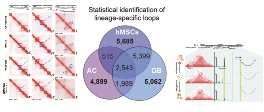 干货！Hi-C研究抽象变具象，就读这篇！ - 知乎
