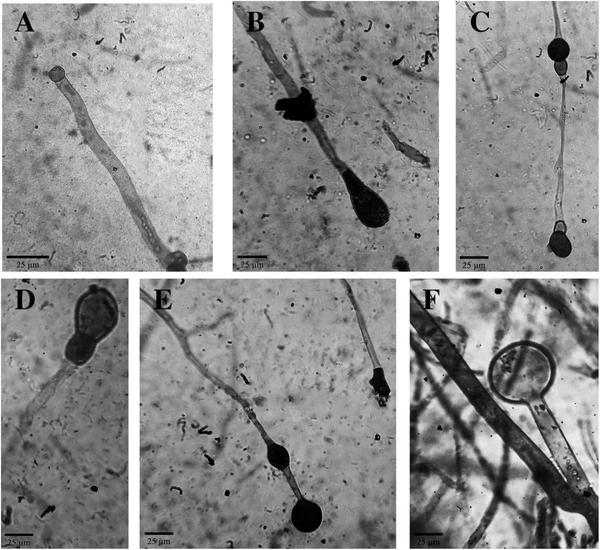 刊·见 | 真菌领域高品质期刊Mycobiology，带您探索微观世界 - 知乎