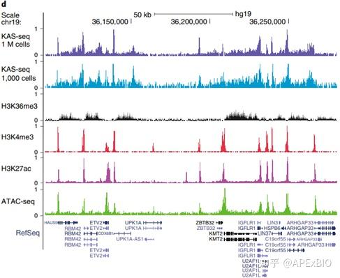 干货分享 | 诺奖表观应用技术之KAS-seq助力转录活性调控研究 - 知乎