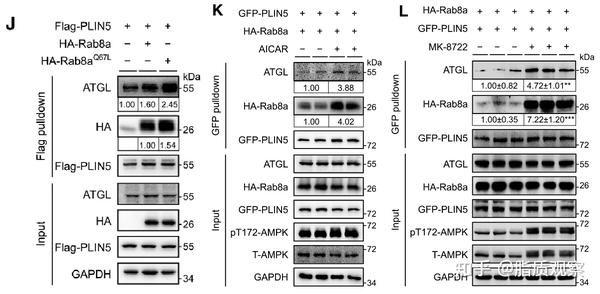 AMPK通过调节Rab8a-Plin5互作促进脂滴线粒体互作 - 知乎