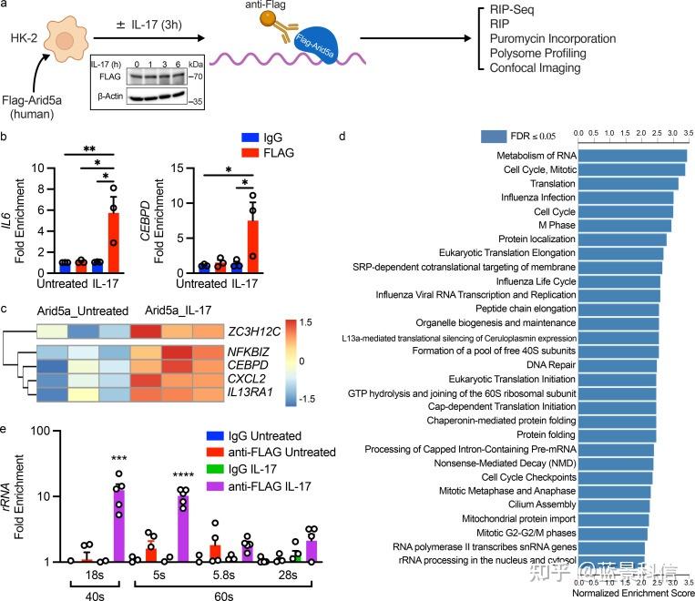 RBP研究技术RIP-seq+Polysome profiling - 知乎