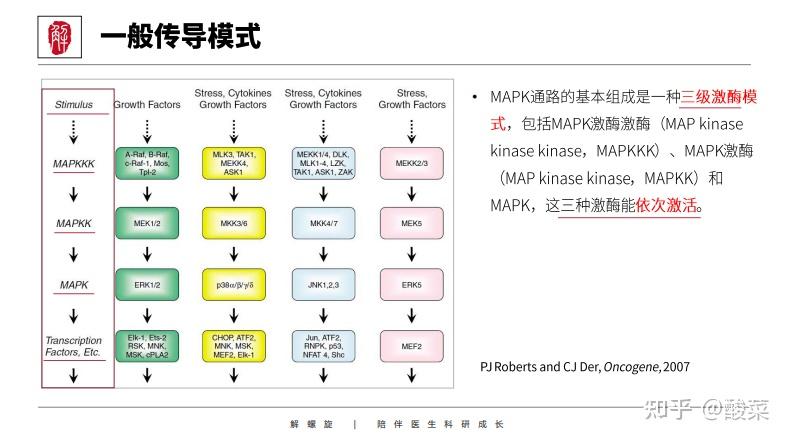 1条就是1篇SCI！带你研究12条信号通路，NF-κB、MAPK、AKT、PI3K…… - 知乎