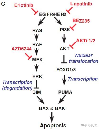 Cancer Cell | 靶向Aurora B激酶通过增强BIM和PUMA介导的细胞凋亡克服EGFR抑制剂耐药 - 知乎