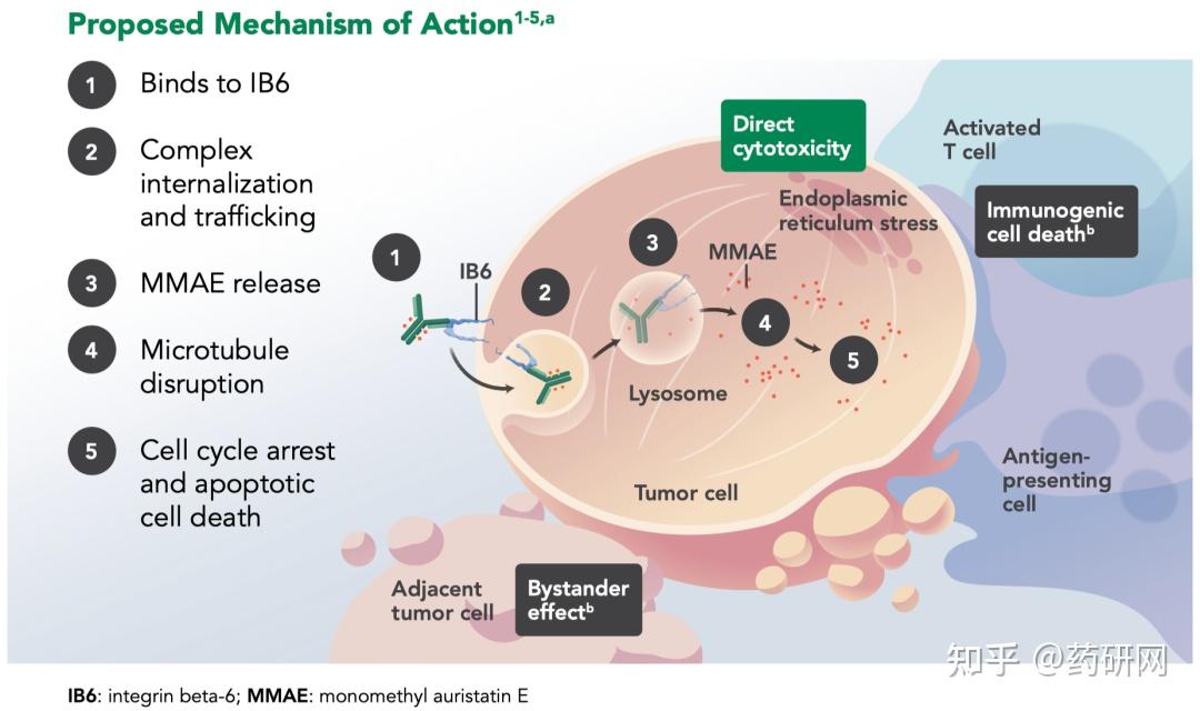 Seagen押注的癌症潜力靶点：ITGB6 - 知乎