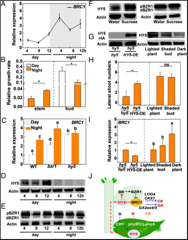 【PNAS】HY5通过整合依赖BRC1的激素信号，从而在番茄芽的生长过程中发挥作用 - 知乎