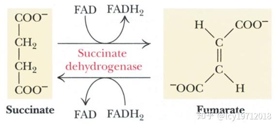 三羧酸循环的过程与酶（二） - 知乎