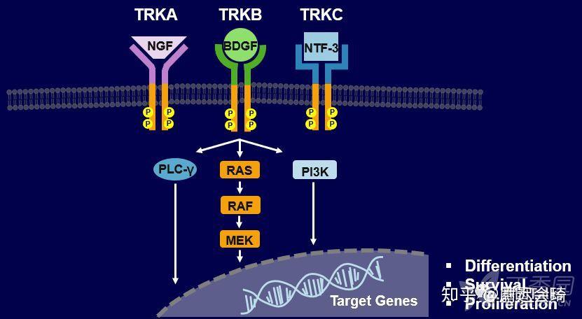 关于NTRK的一些必须了解的问题 - 知乎
