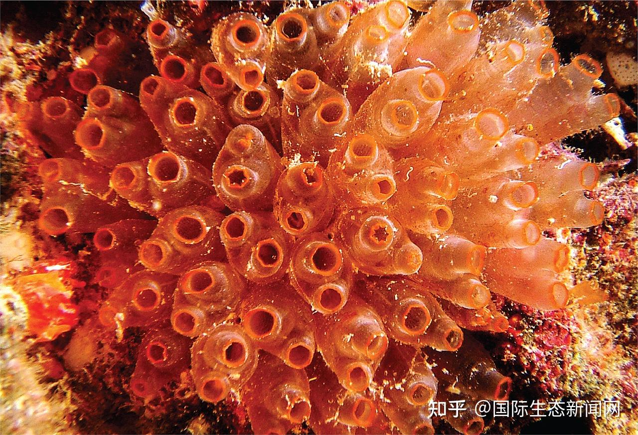 Science：海洋生物体内虫子的药物 - 知乎