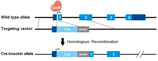 Cre-lox系统介绍及使用汇总 - 知乎