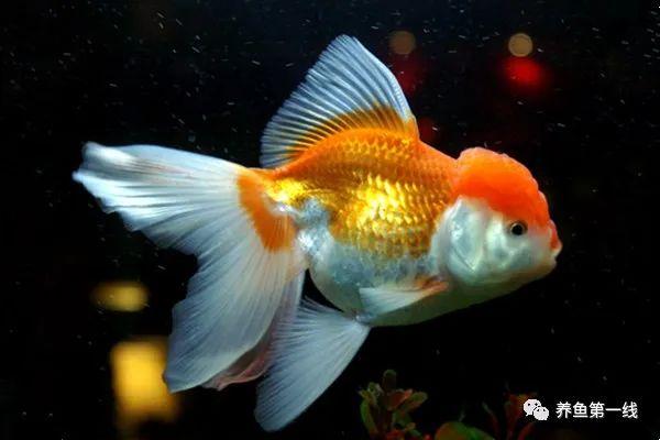 水生生物图文欣赏：金鱼赏阅(下)---文种金鱼64种 - 知乎