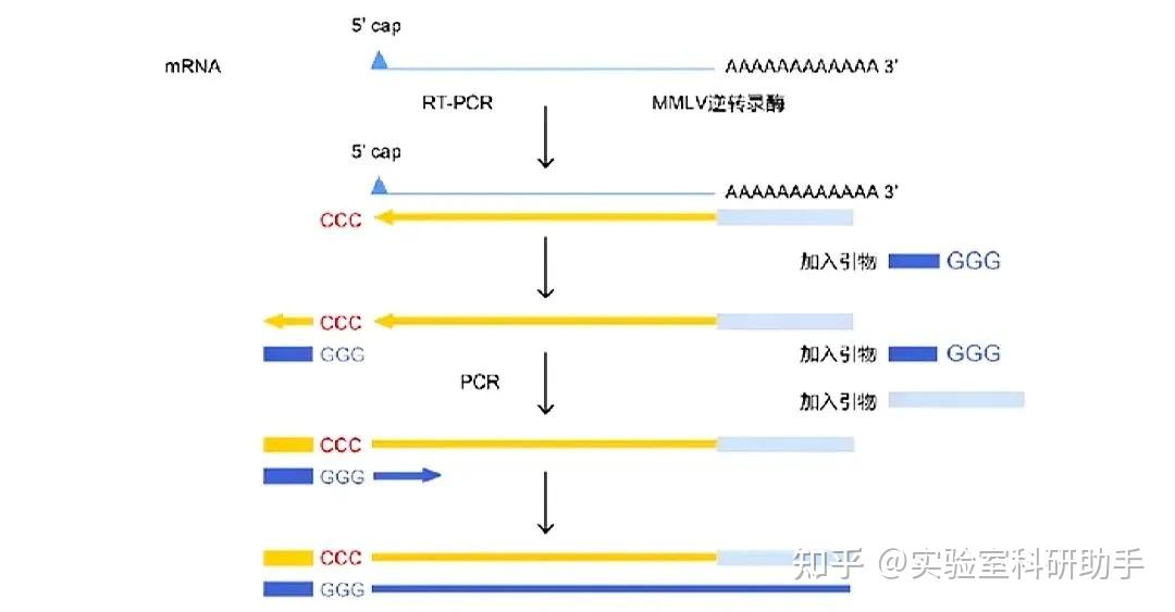 干货分享 | RACE，跑步？no，是cDNA末端快速扩增技术！ - 知乎