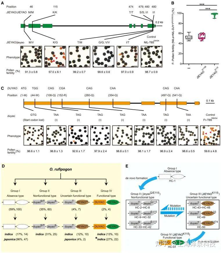 Cell｜万建民团队阐明籼稻粳稻杂种不育分子机理 破解水稻生殖隔离之谜 - 知乎