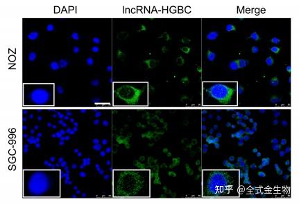 LncRNA的作用机制及研究方法 - 知乎