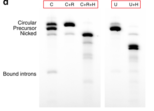 【耀文解读】环状RNA篇|深度解读构建circRNA稳定高效蛋白表达策略 - 知乎