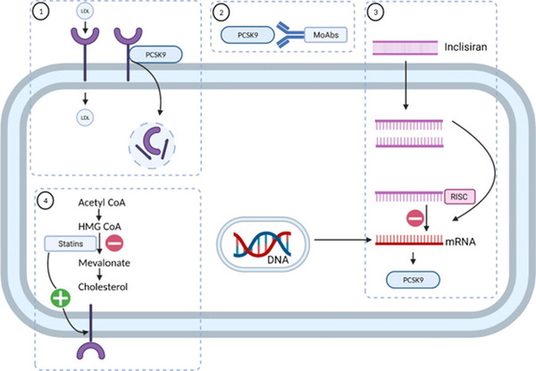9988元/针，一针管半年，超长效降脂药Inclisiran国内开打！ - 知乎